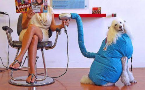 Puff-N-Fluff Dog Dryer – Soho Emporium